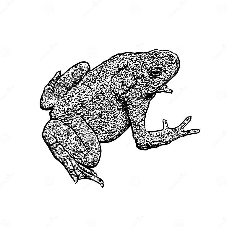 Toad Clipart Black and White Stock Vector - Illustration of wild, pool ...