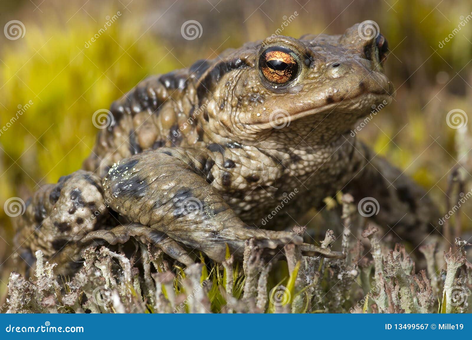 Toad close-up stock image. Image of nature, warts, bufo - 13499567
