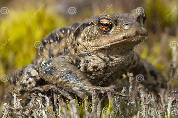 Toad close-up stock image. Image of nature, warts, bufo - 13499567
