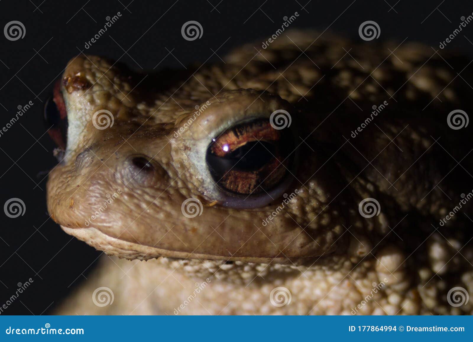 Toad Close-up with Big Eyes Stock Photo - Image of wildlife, closeup ...