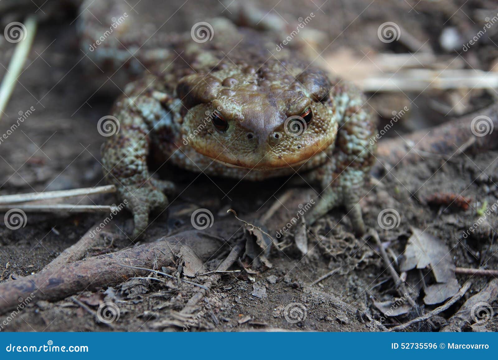 Toad close-up stock photo. Image of bufo, wildlife, animal - 52735596