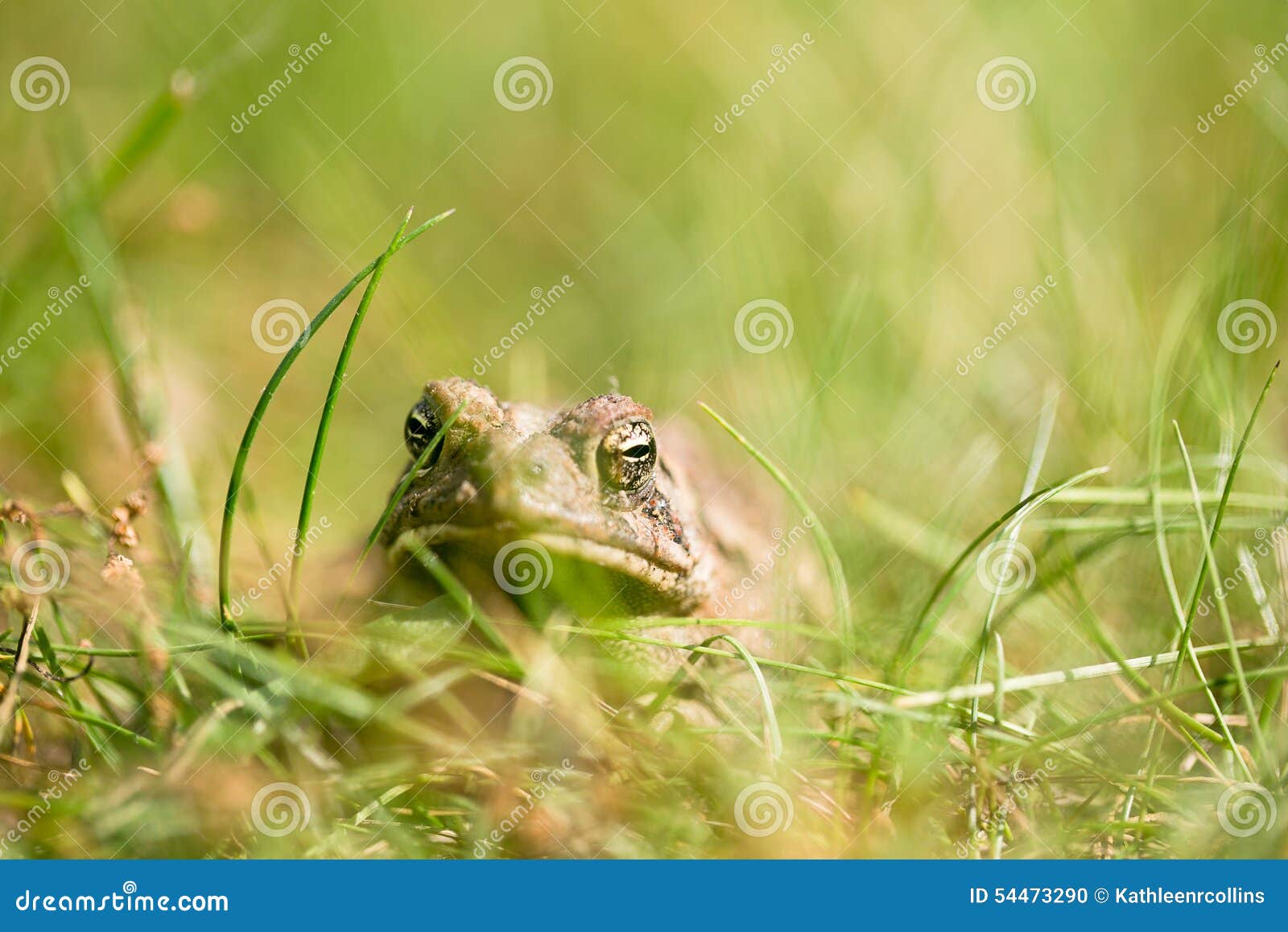 Toad close up stock photo. Image of animal, wild, nature - 54473290
