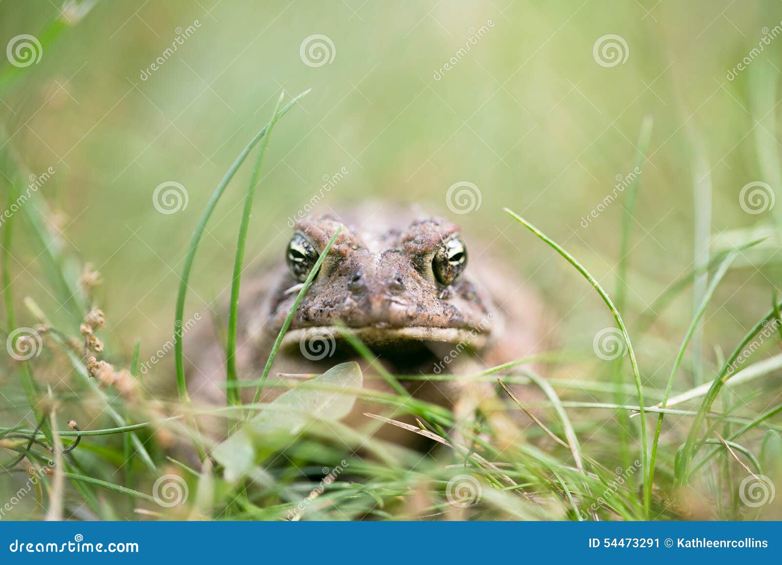 Toad close up stock image. Image of macro, environment - 54473291