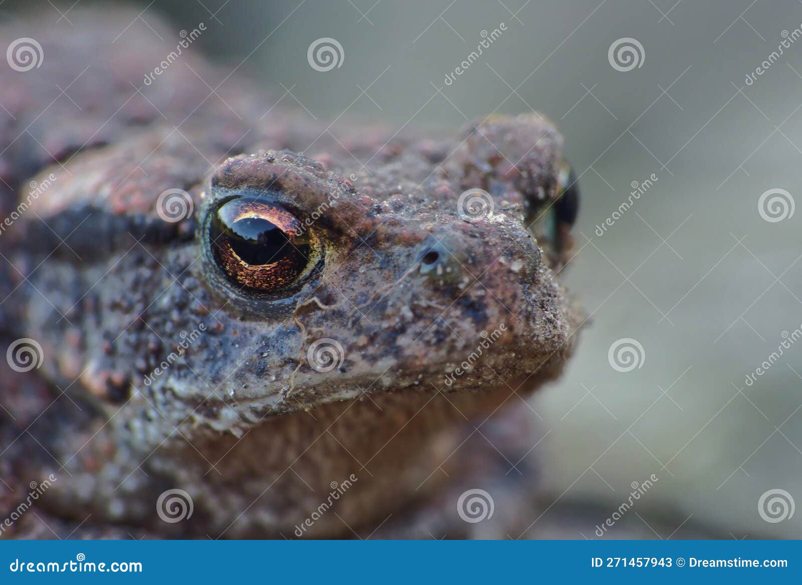Toad close up stock image. Image of detailed, croak - 271457943