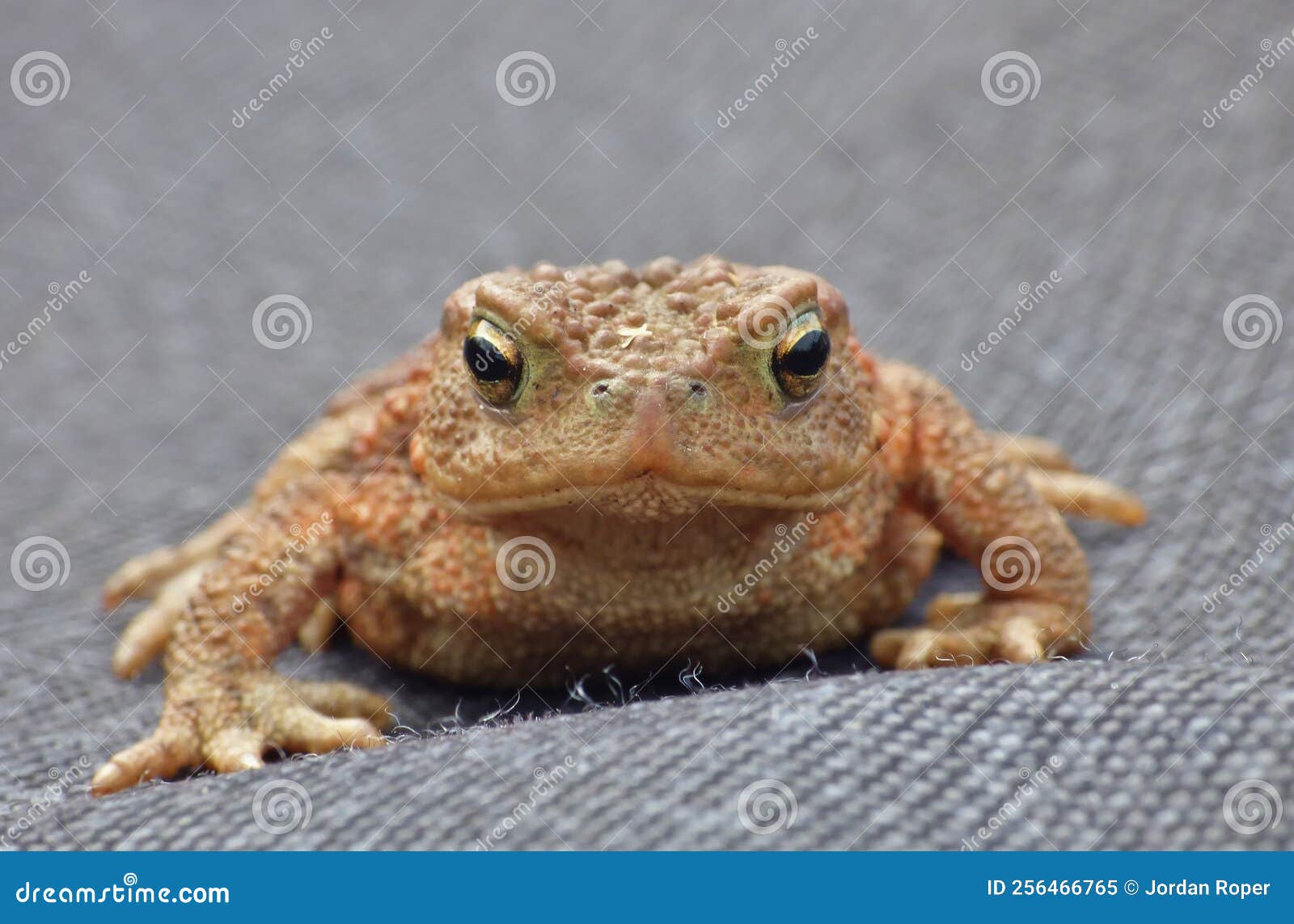Toad close up macro shot stock image. Image of natural - 256466765
