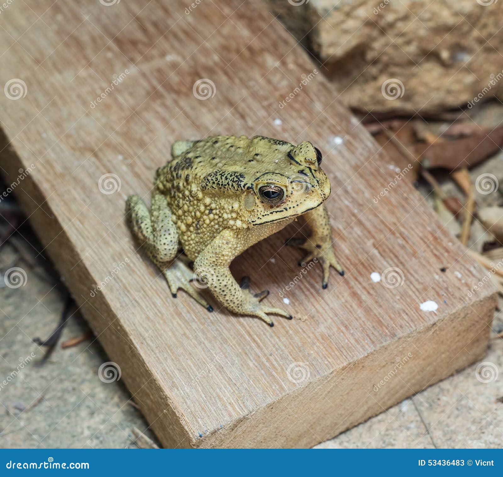 Toad stock image. Image of asia, asian, close, common - 53436483