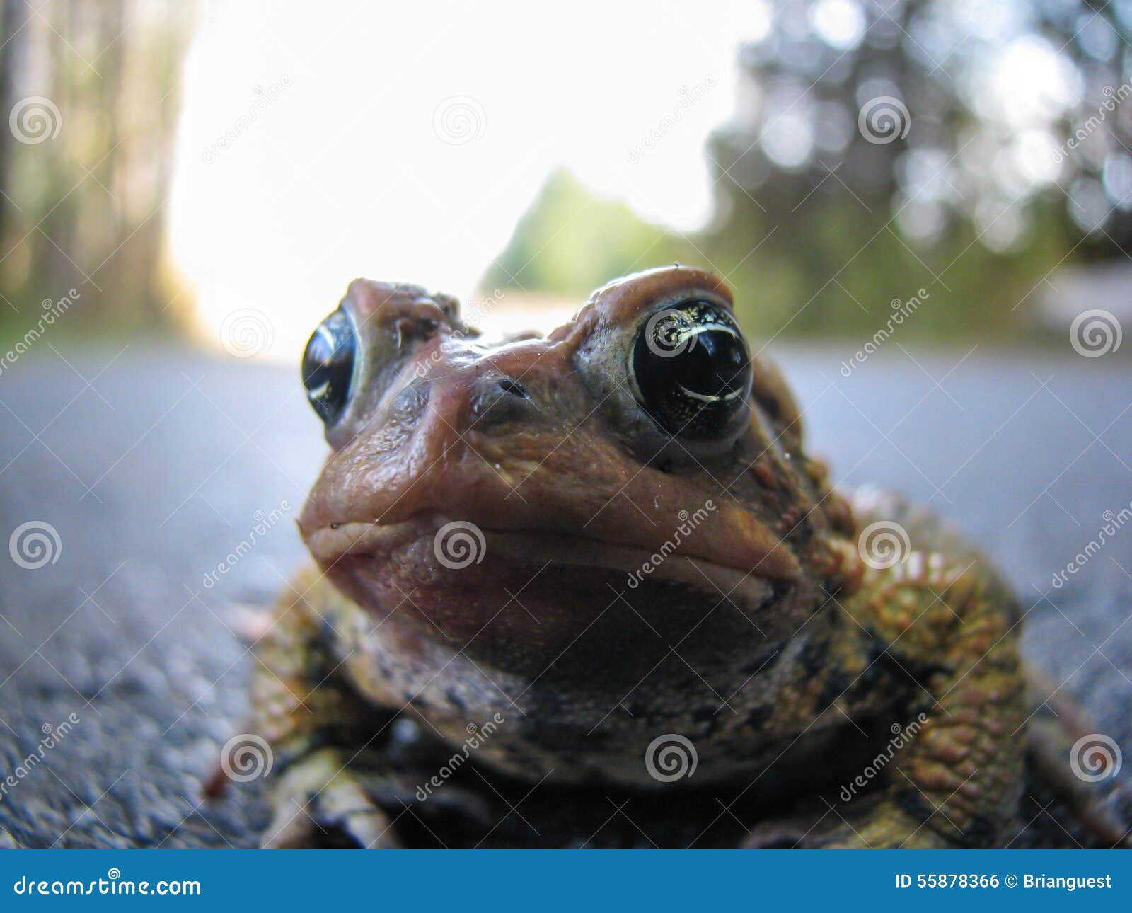 Toad Close-up stock photo. Image of skin, path, wildlife - 55878366