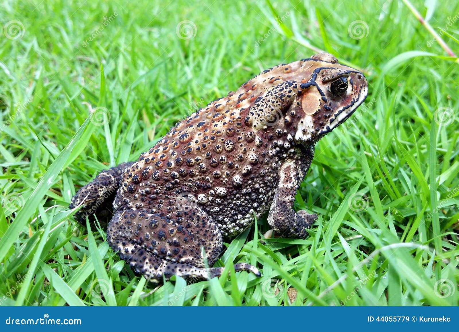 Toad close up stock image. Image of poison, amphibious - 44055779