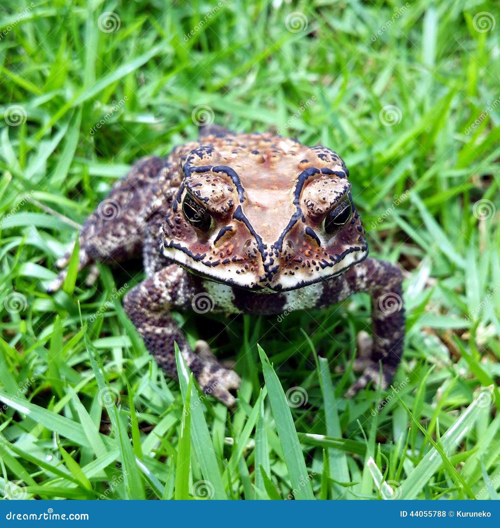 Toad close up stock photo. Image of grass, amphibian - 44055788
