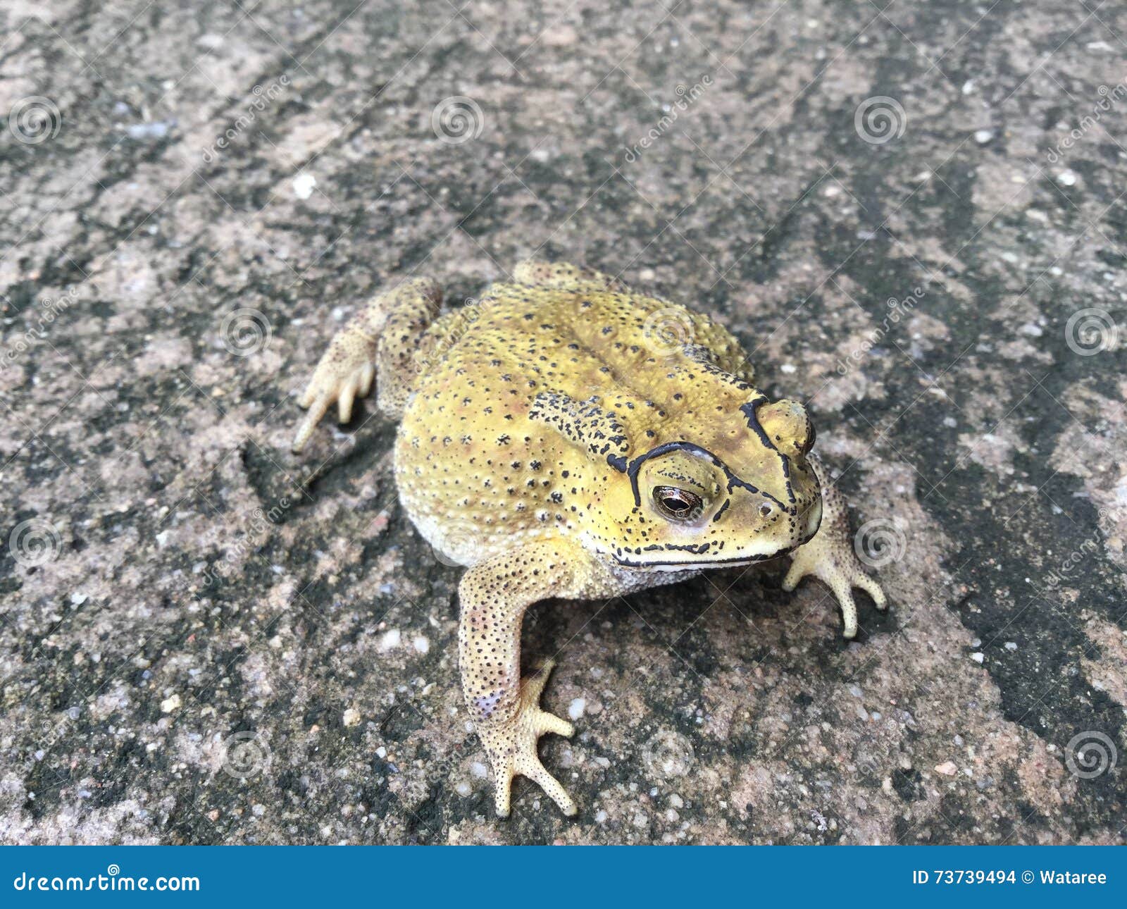 Toad stock photo. Image of forest, ecology, jungle, animal - 73739494