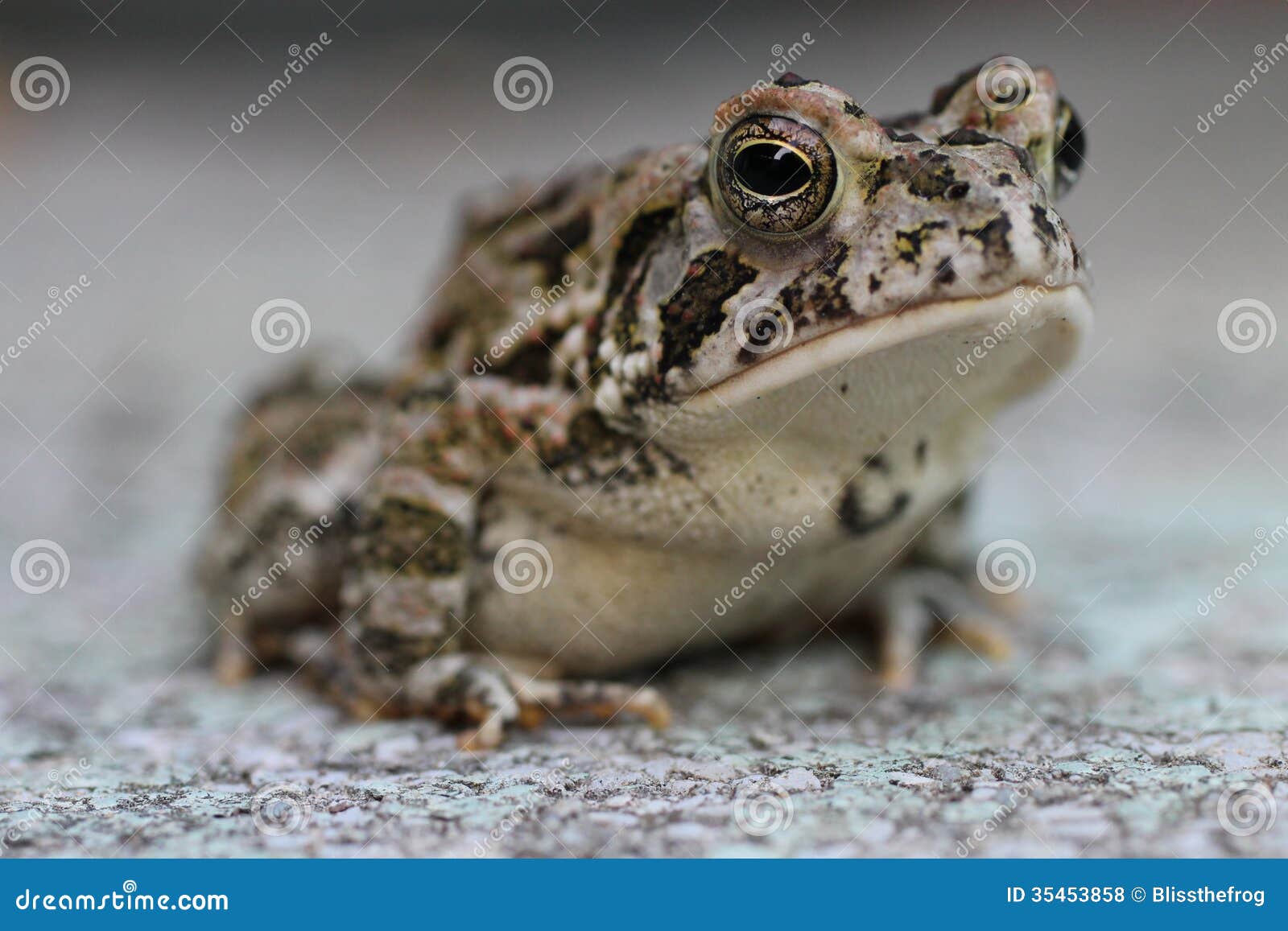 Toad stock photo. Image of angry, craw, colors, grumpy - 35453858