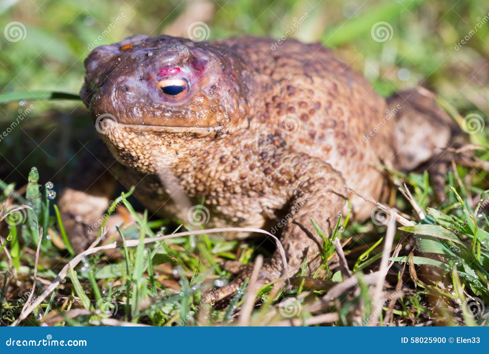 Bumpy Toad Close-up Stock Photography | CartoonDealer.com #20515460