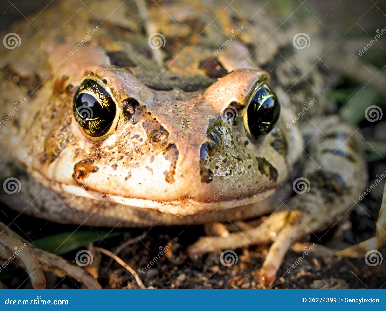 Toad stock image. Image of frogs, lizards, rangers, reptiles - 36274399