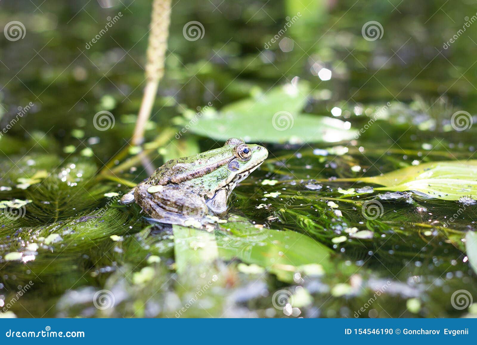 Toad Close Up. Wild Animal on the Surface of the River Stock Photo ...