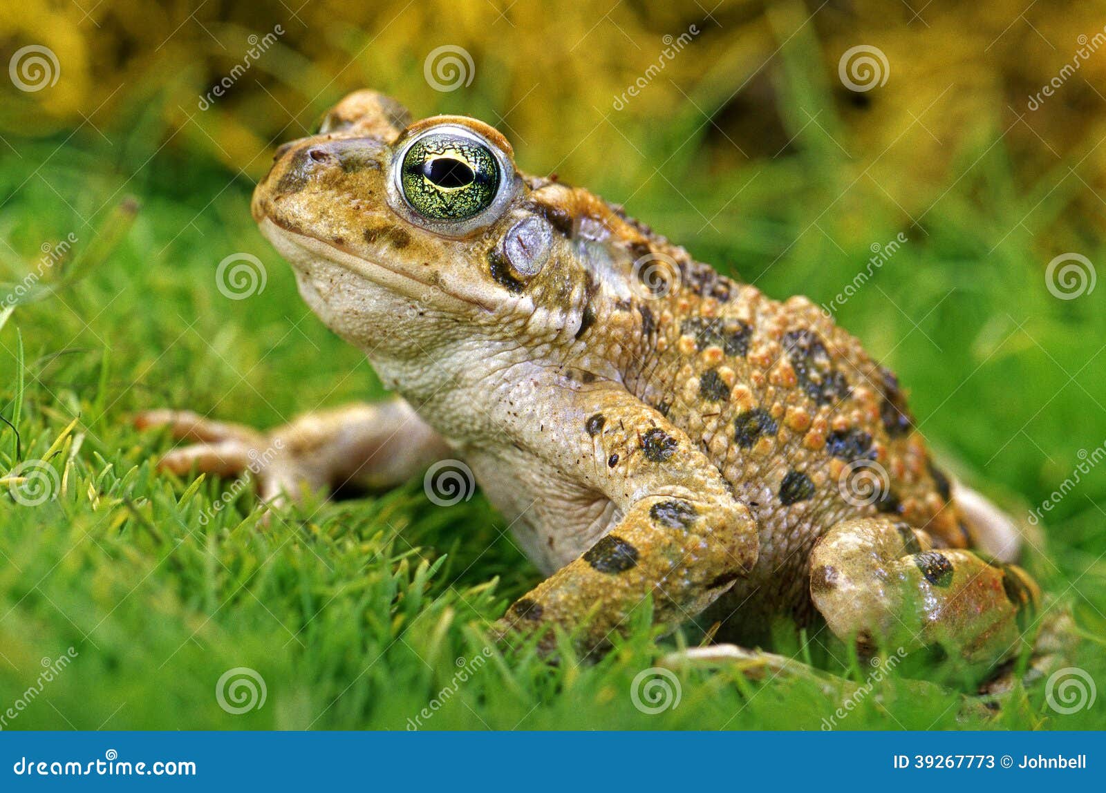 Toad. stock image. Image of colorful, wildlife, creature - 39267773