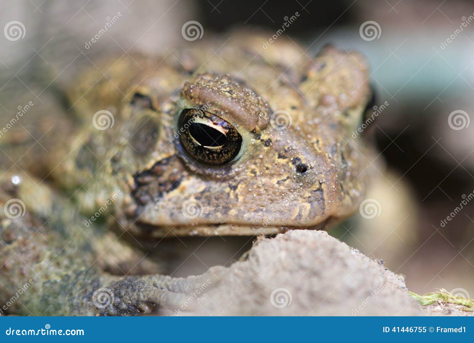 Toad stock image. Image of close, reptile, macro, wild - 41446755