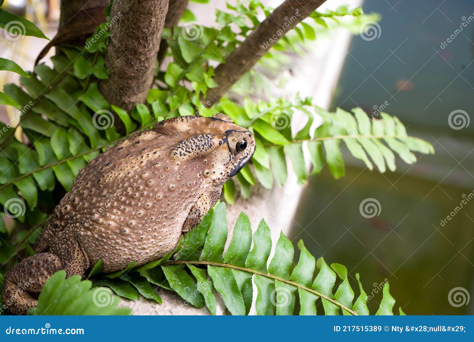 Toad stock image. Image of macro, blades, frog, amphibian - 217515389