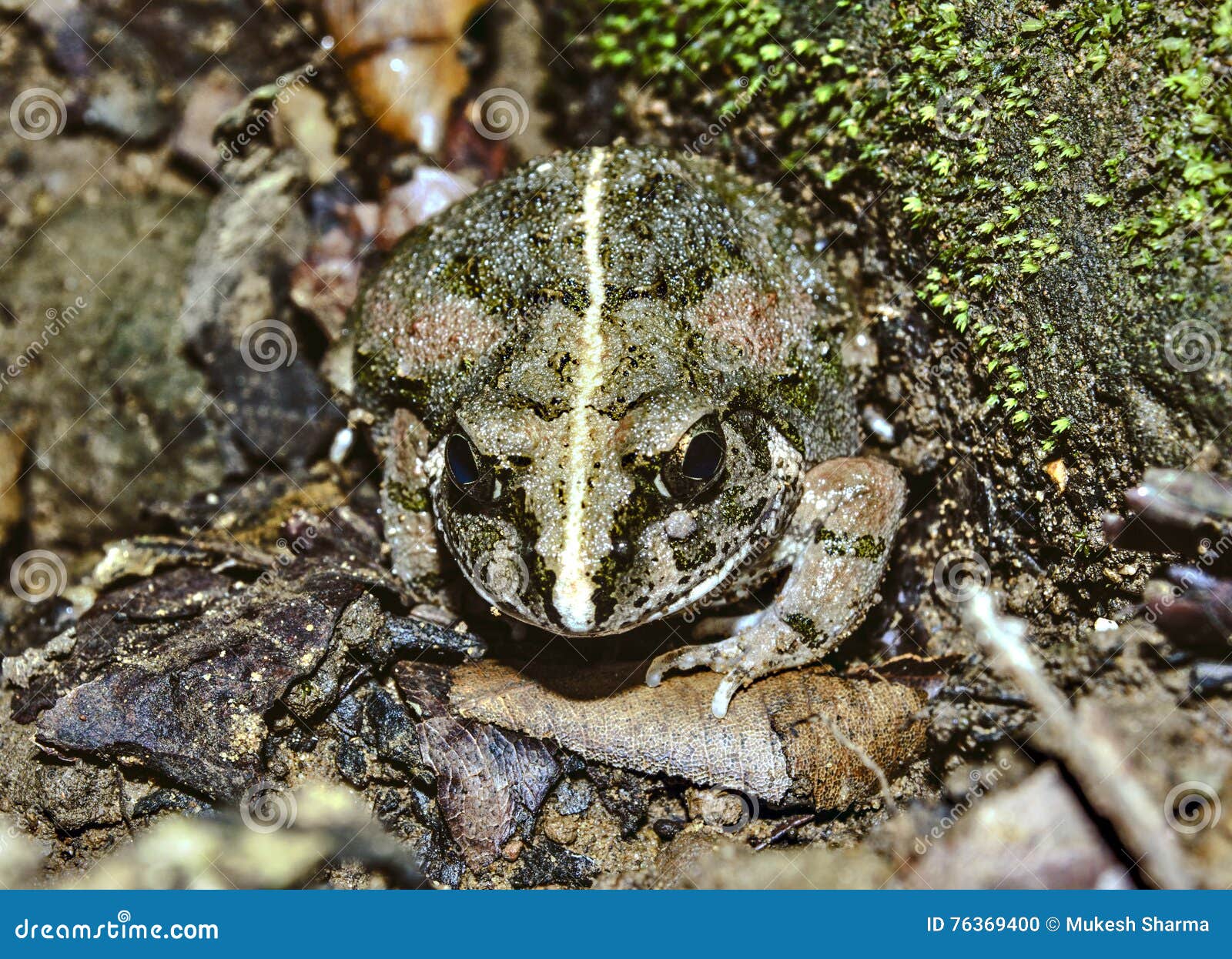 Toad stock photo. Image of india, asian, park, toad, forest - 76369400