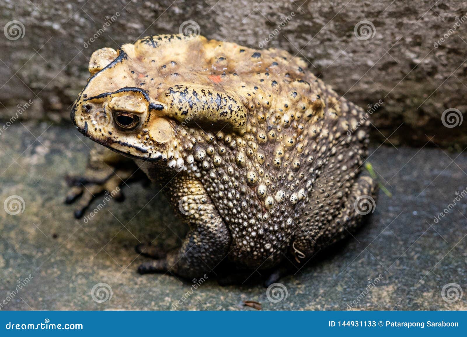 Toad is a Common Name for Certain Frogs Stock Image - Image of ...