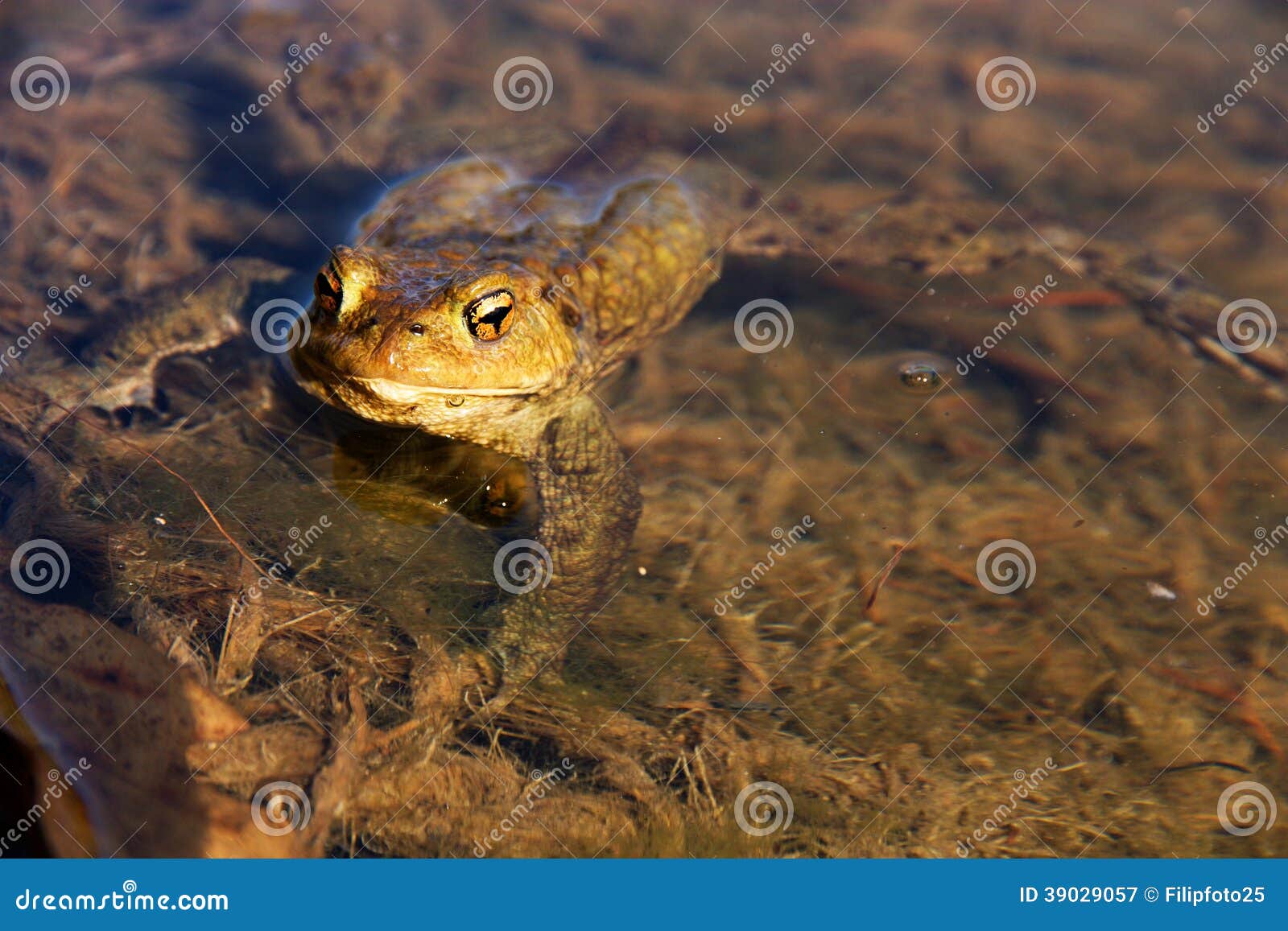 Toad stock image. Image of lake, pool, river, nature - 39029057