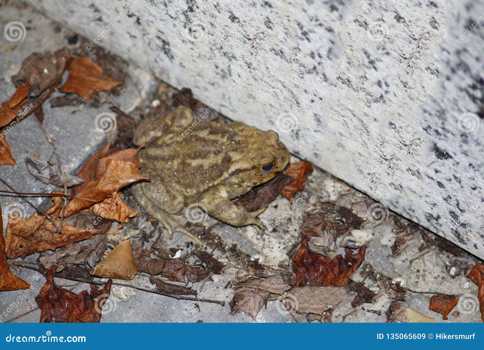 Toad, Common Toad Sits Anxiously on Stone Wall in Foliage Stock Image ...