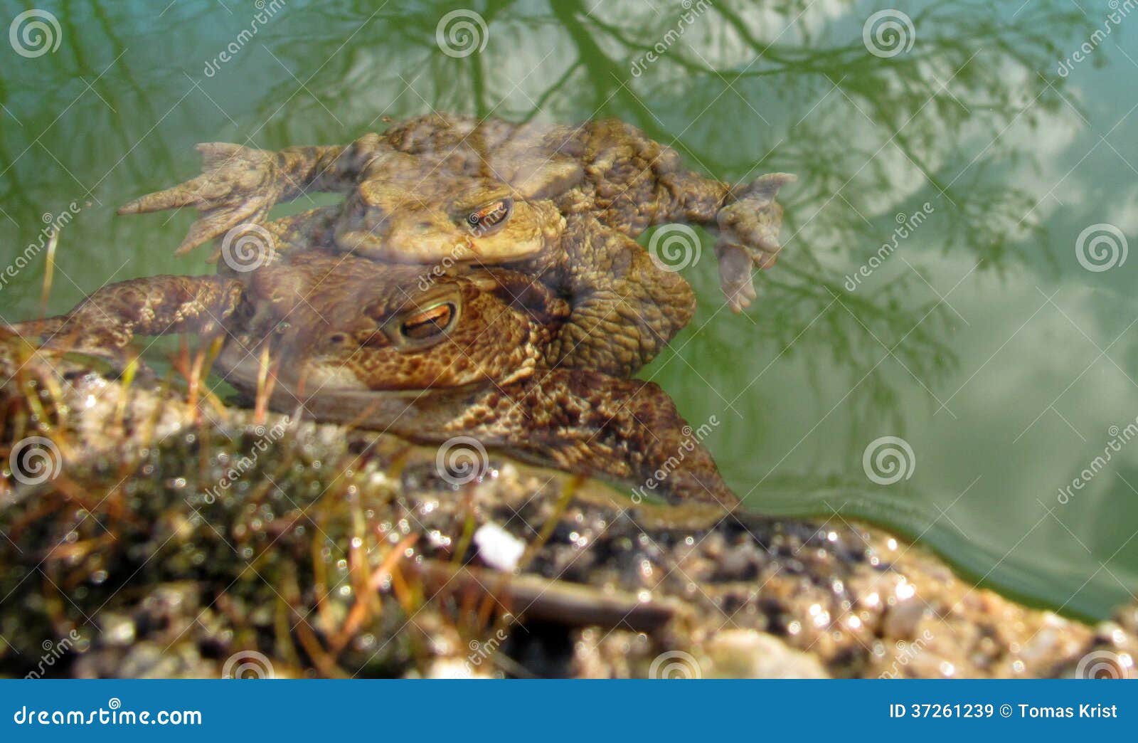 Toad couple stock image. Image of mating, nature, bufo - 37261239