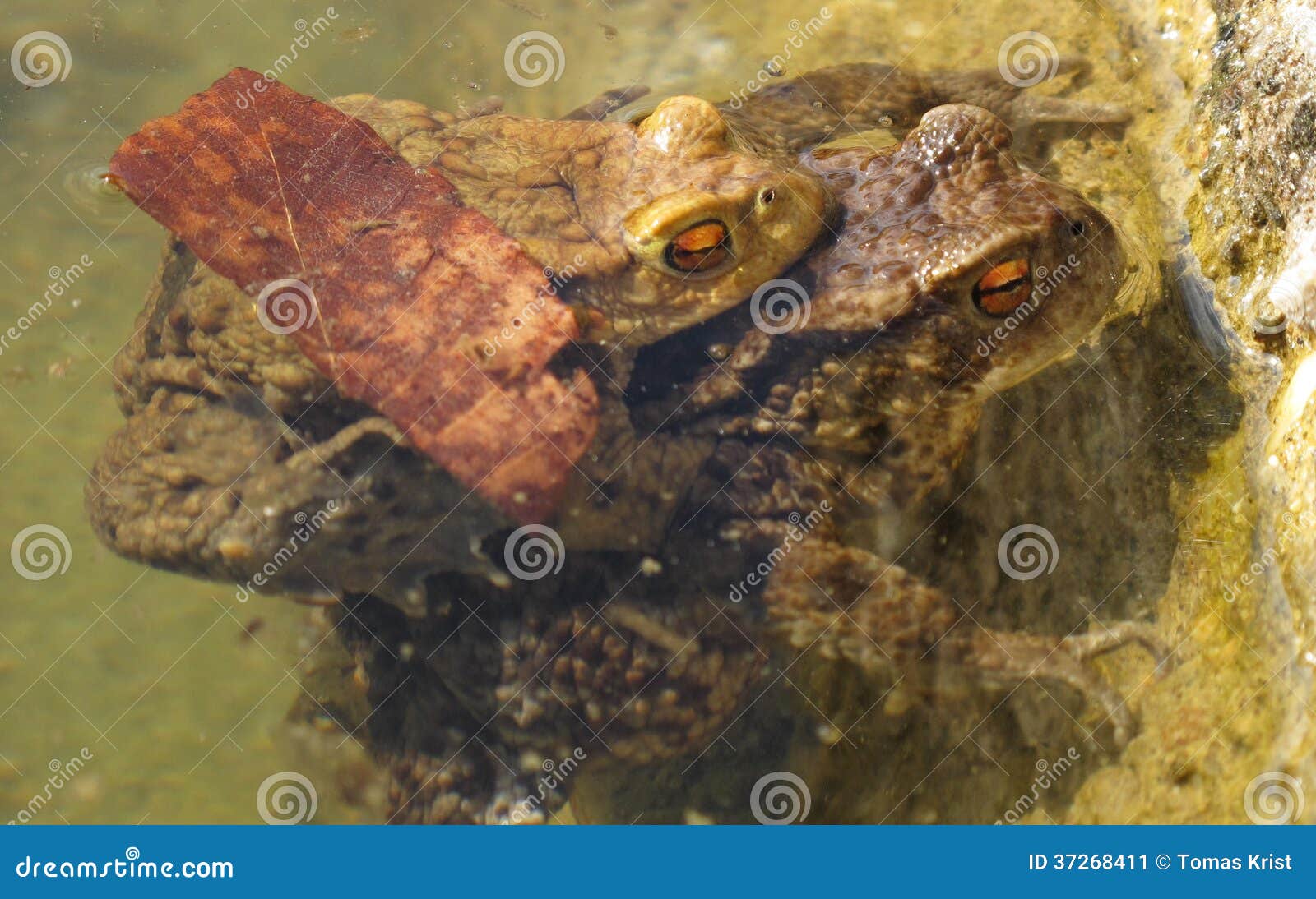 Toad couple stock image. Image of bufo, couple, mating - 37268411