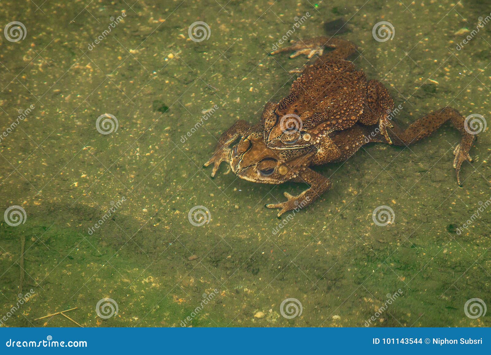 Toad Couple in Water Breeding Toad Making Eggs in Water Stock Photo ...