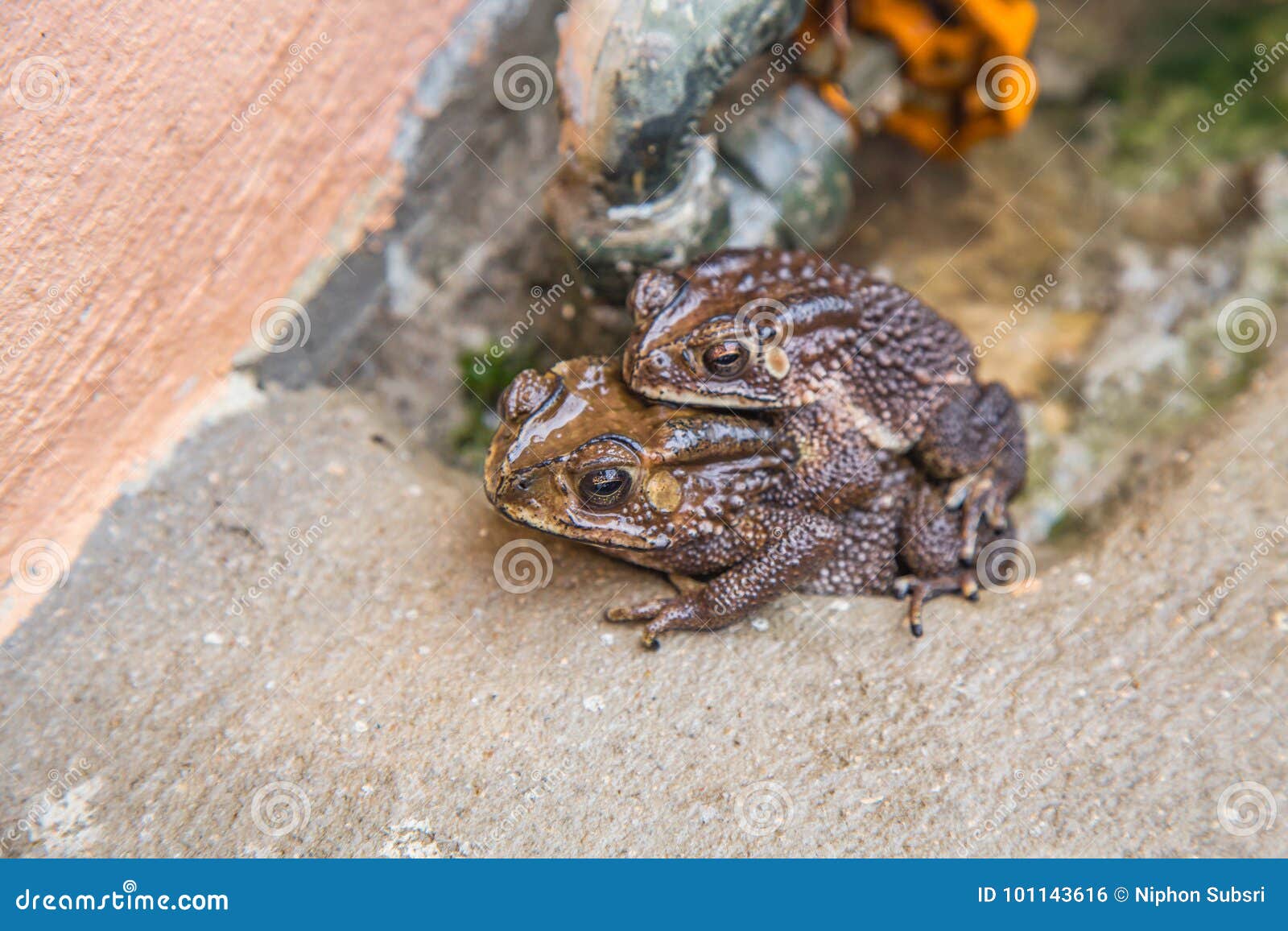 Toad Couple in Water Breeding Toad Making Eggs in Water Stock Photo ...