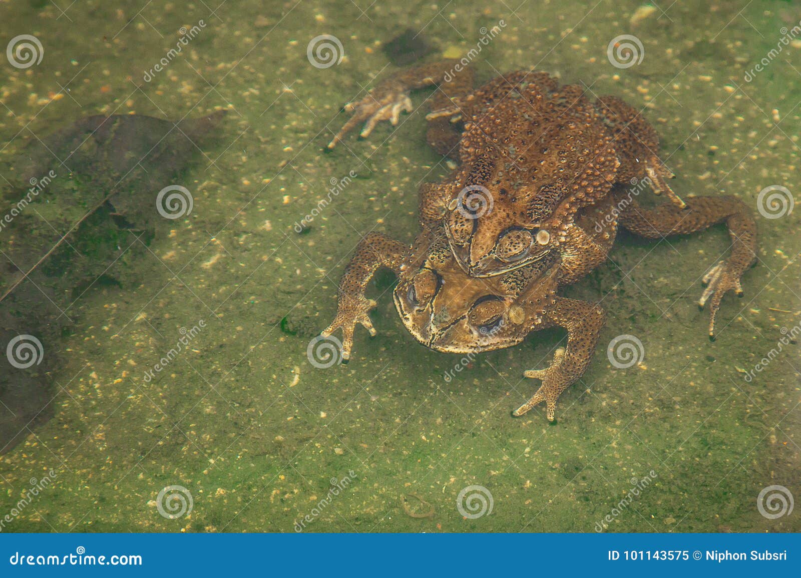 Toad Couple in Water Breeding Toad Making Eggs in Water Stock Image ...