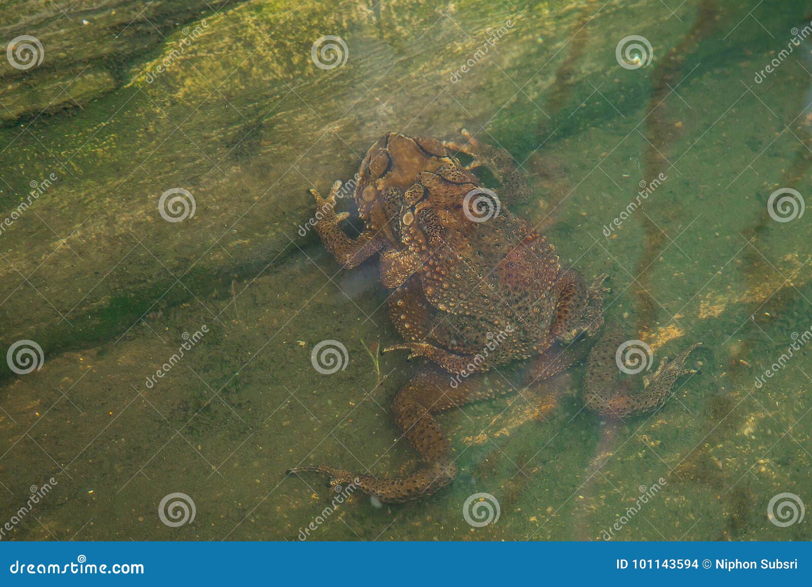 Toad Couple in Water Breeding Toad Making Eggs in Water Stock Photo ...