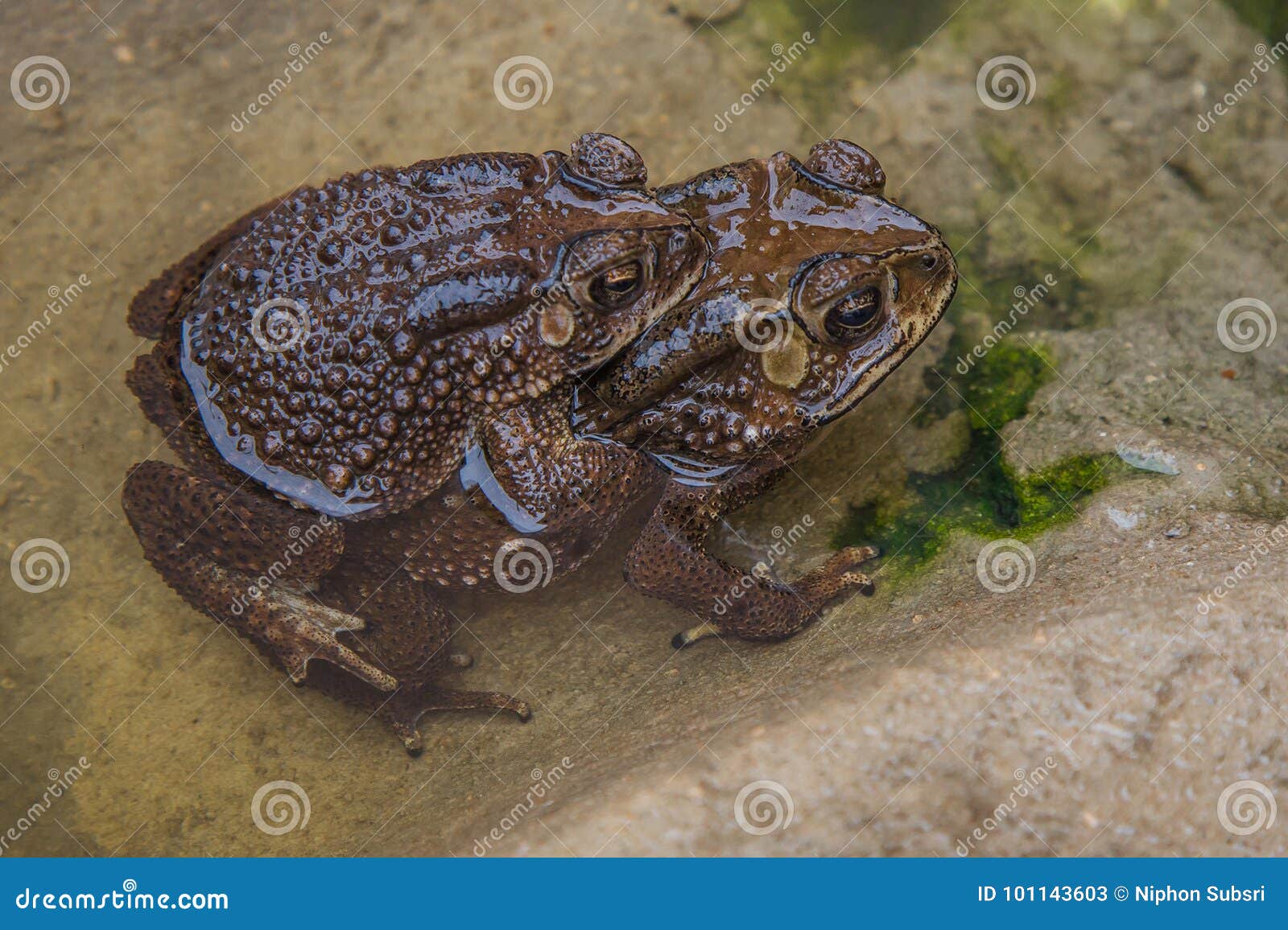Toad Couple in Water Breeding Toad Making Eggs in Water Stock Image ...