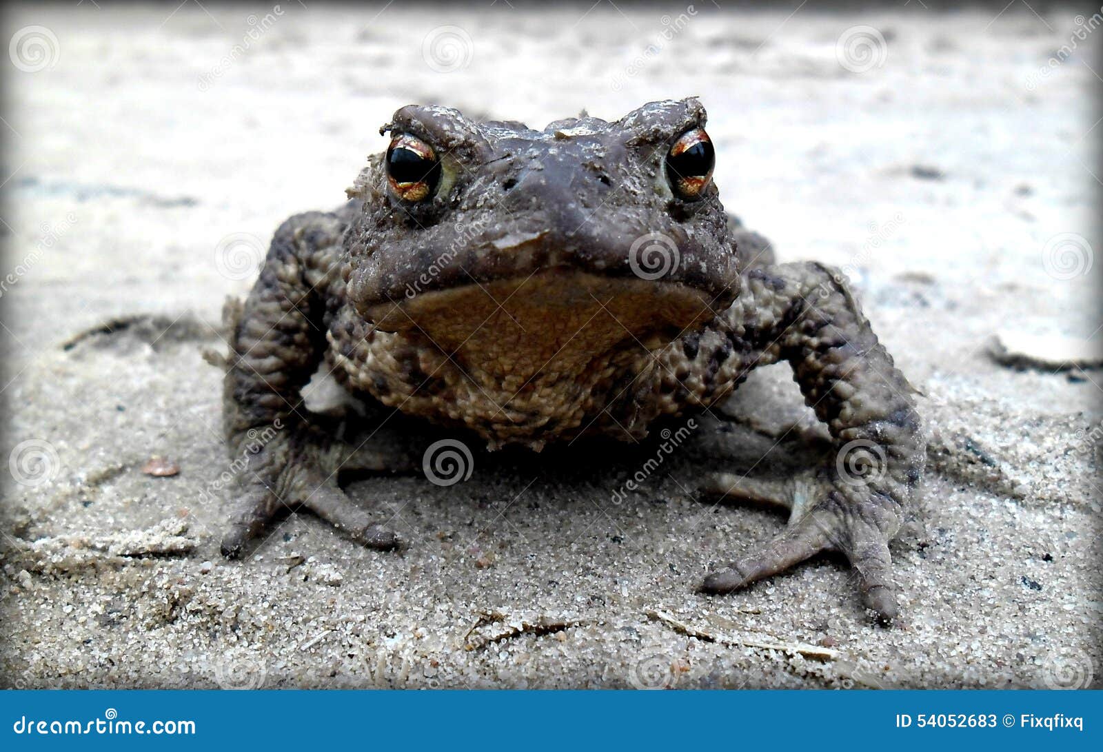 Toad stock image. Image of view, crawling, mind, road - 54052683