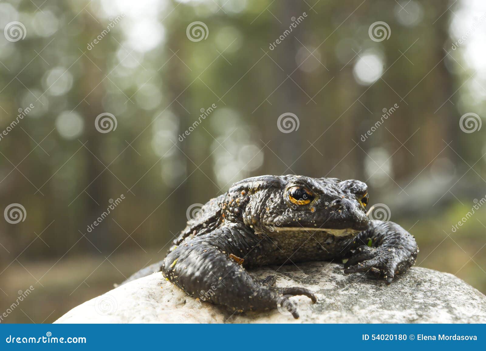 Toad Crawls Out of the Stone in the Forest, the Stock Photo - Image of ...