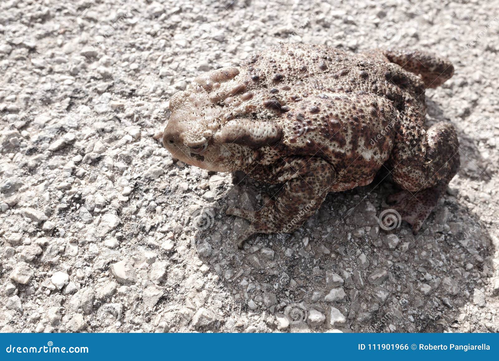 Toad crosses the road stock photo. Image of wildlife - 111901966