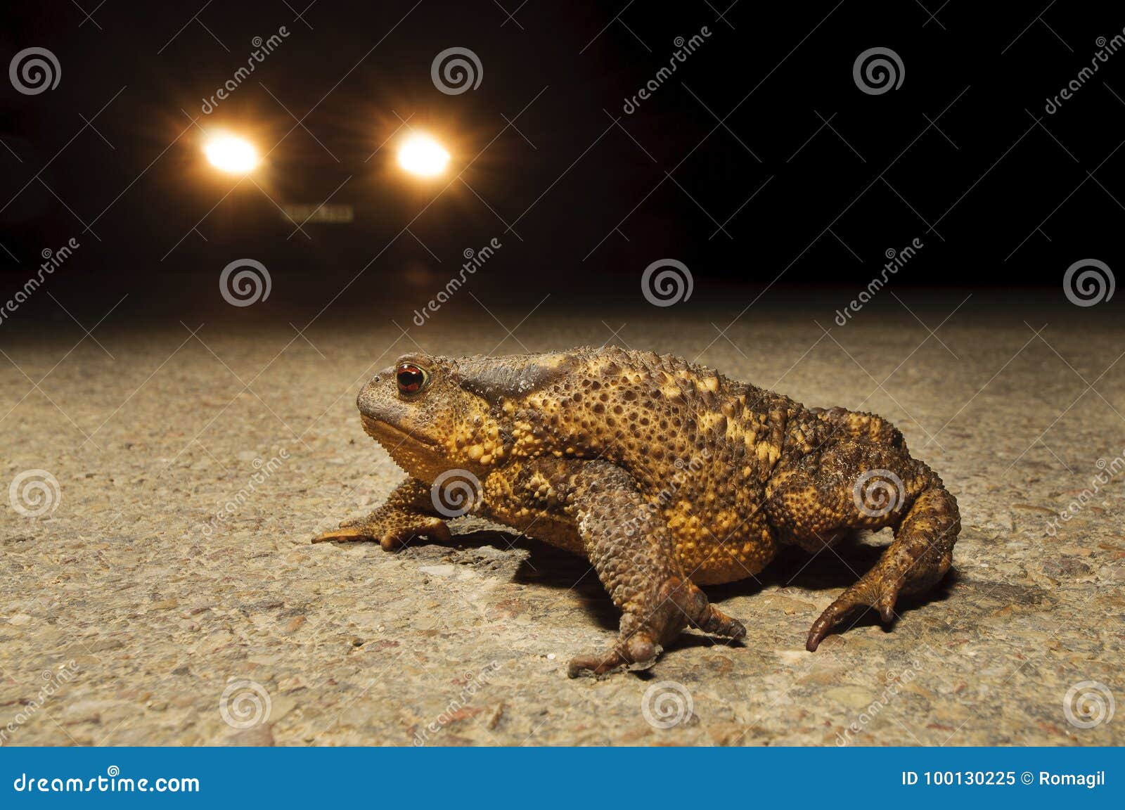 Toad across the road stock image. Image of bufo, amphibian - 100130225