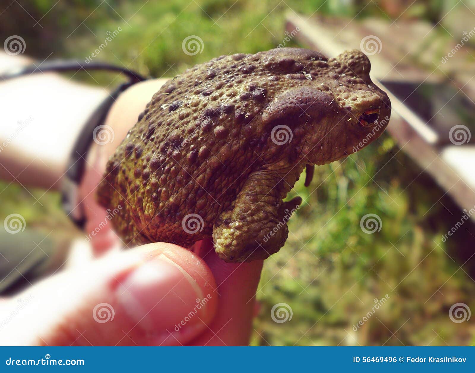 A toad stock photo. Image of cute, animal, brown, nature - 56469496