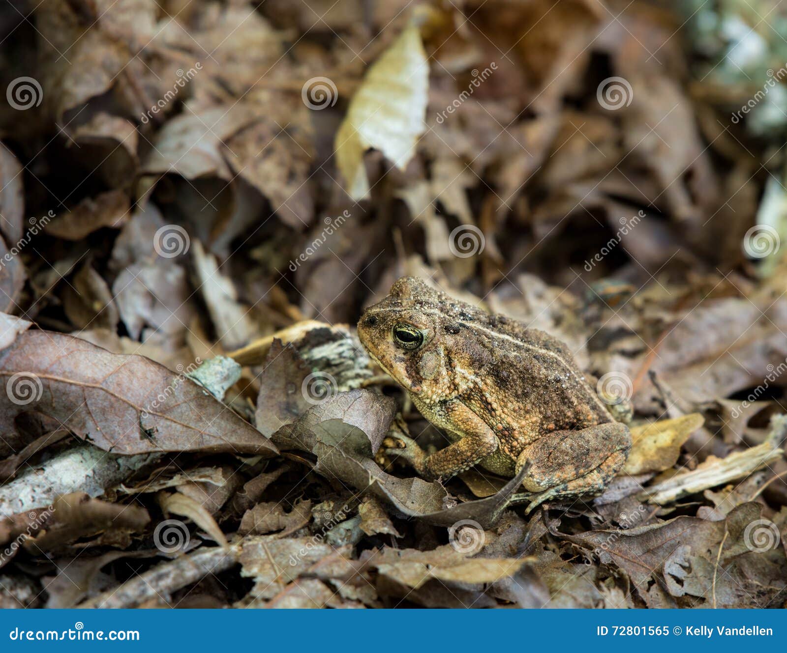 Toad in Dried Leaves stock image. Image of leaves, wildlife - 72801565