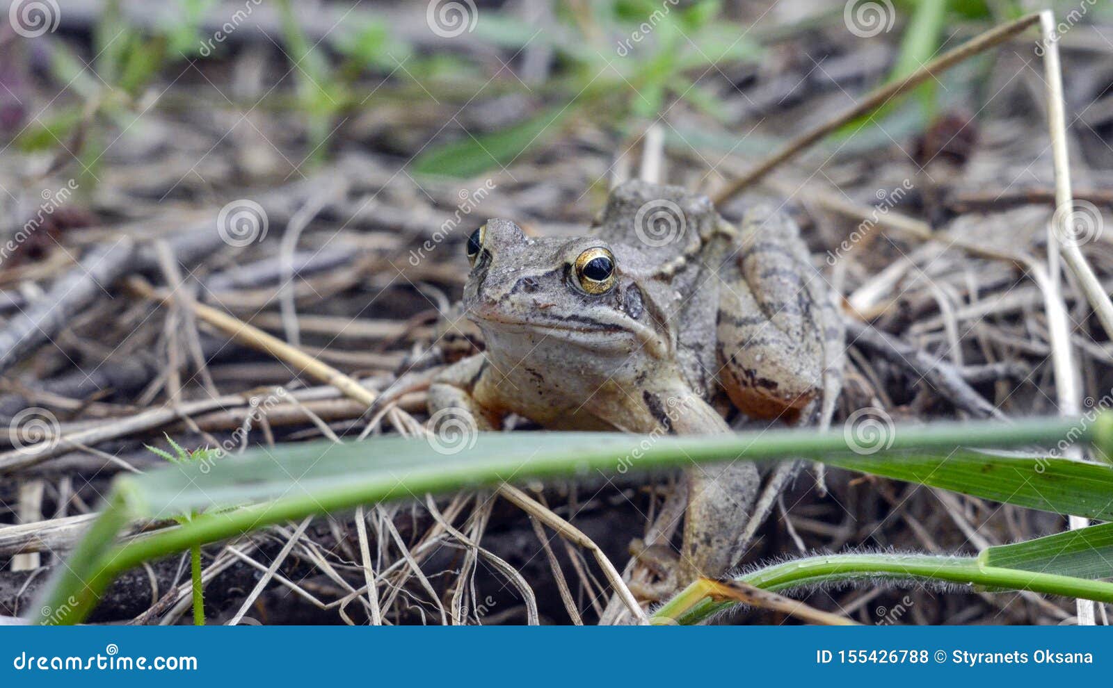 Toad in Dry Foliage and Branches. Stock Photo - Image of macro, cute ...