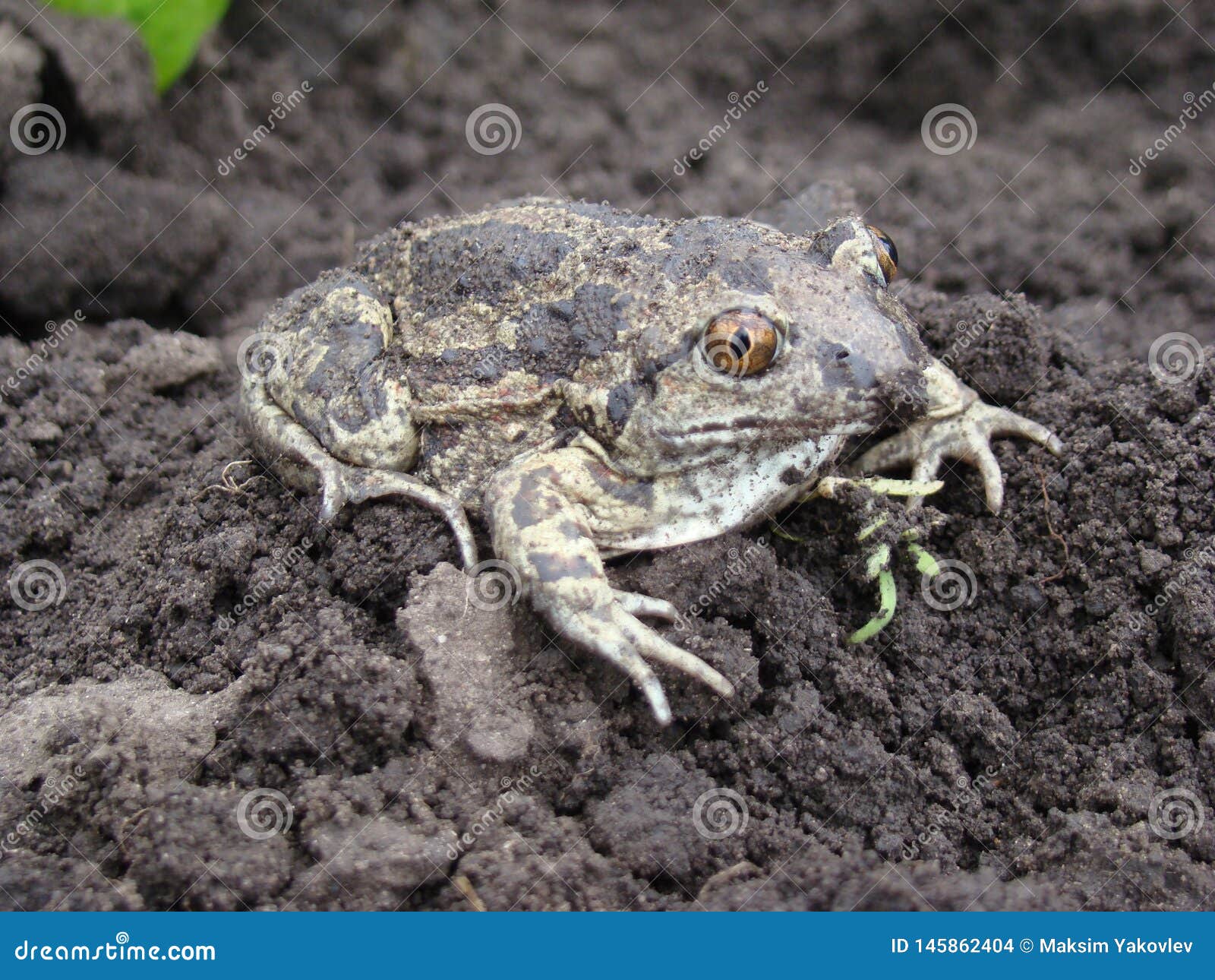 Toad stock photo. Image of korovnitsa, pimples, skin - 145862404
