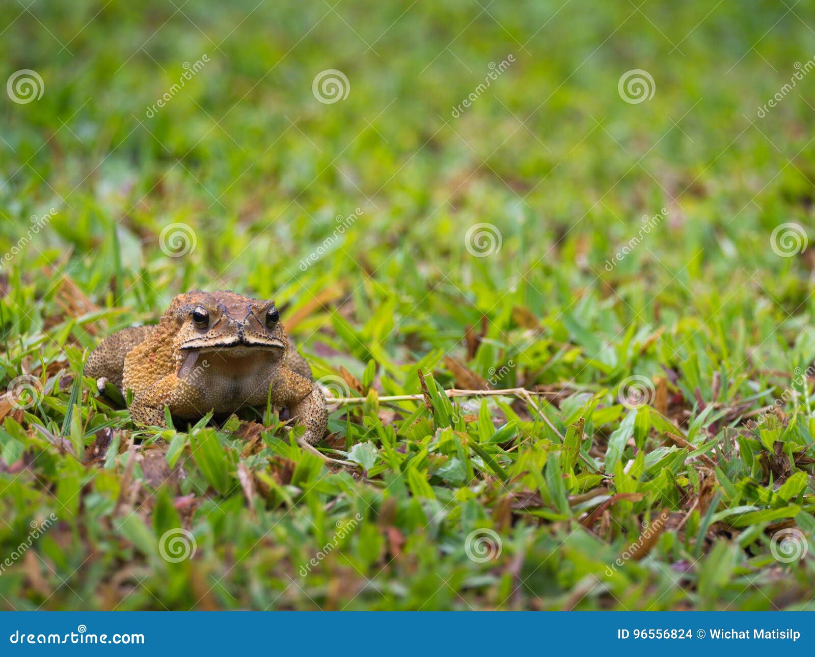 The Toad Eating Bug Insect Wing Stock Photo - Image of bufo, organism ...