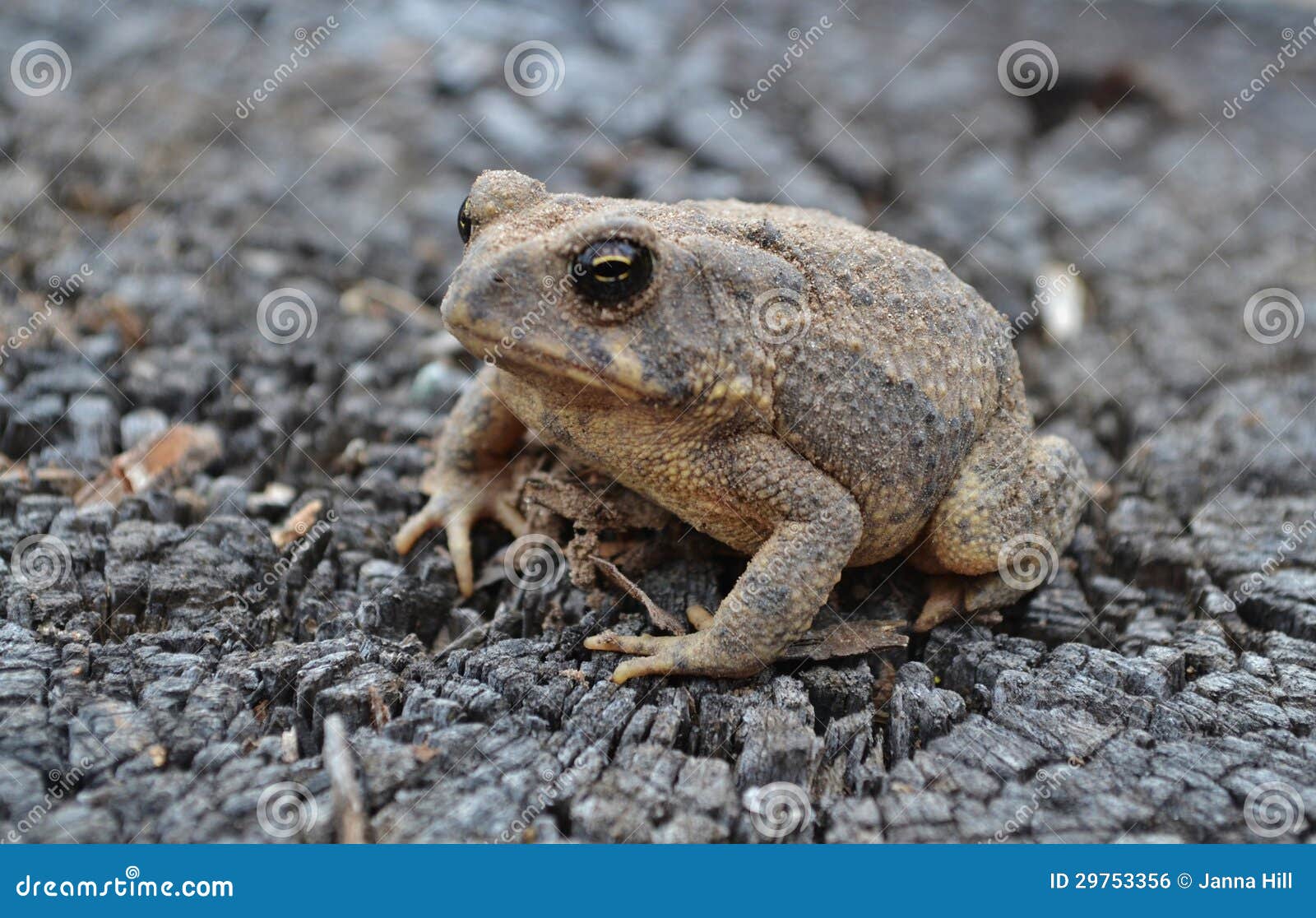 Sandy Toad stock photo. Image of stumps, spring, grey - 29753356