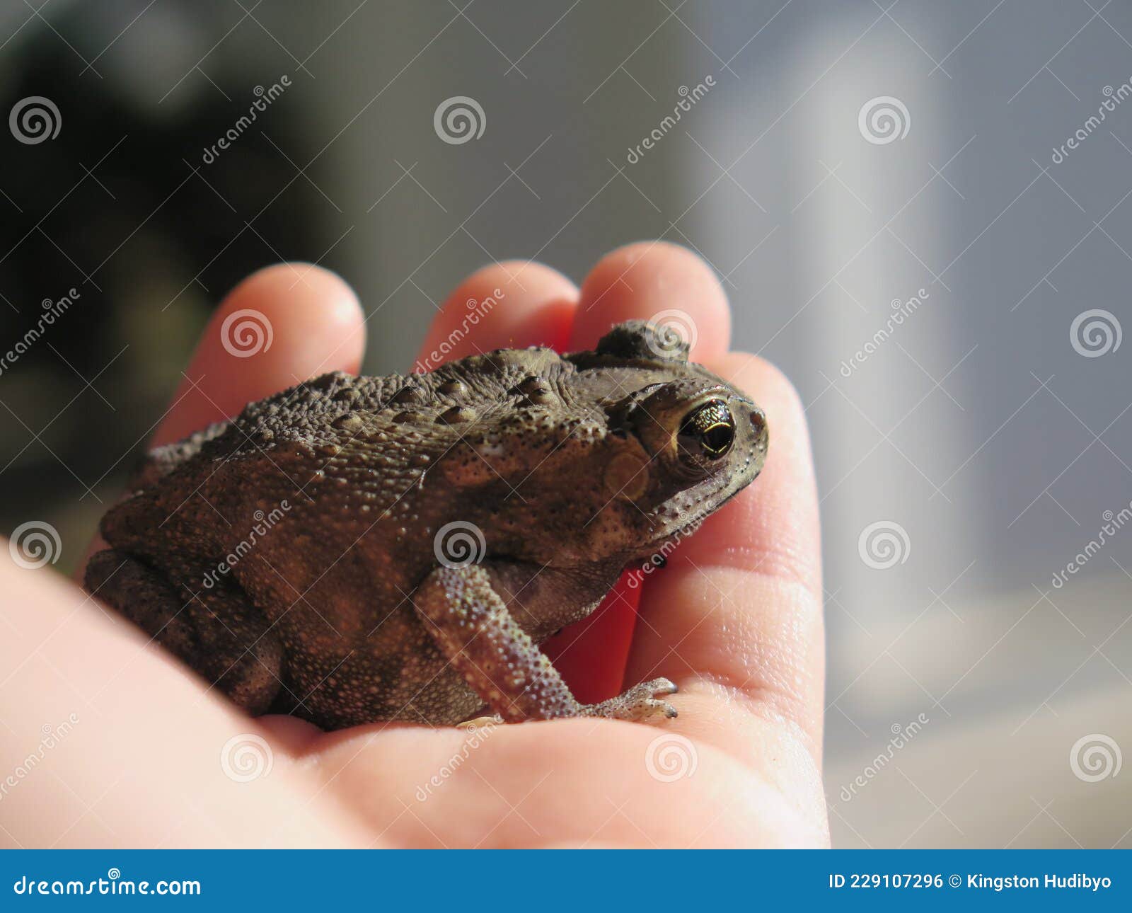 Toad Exotic Wildlife stock photo. Image of invertebrate - 229107296