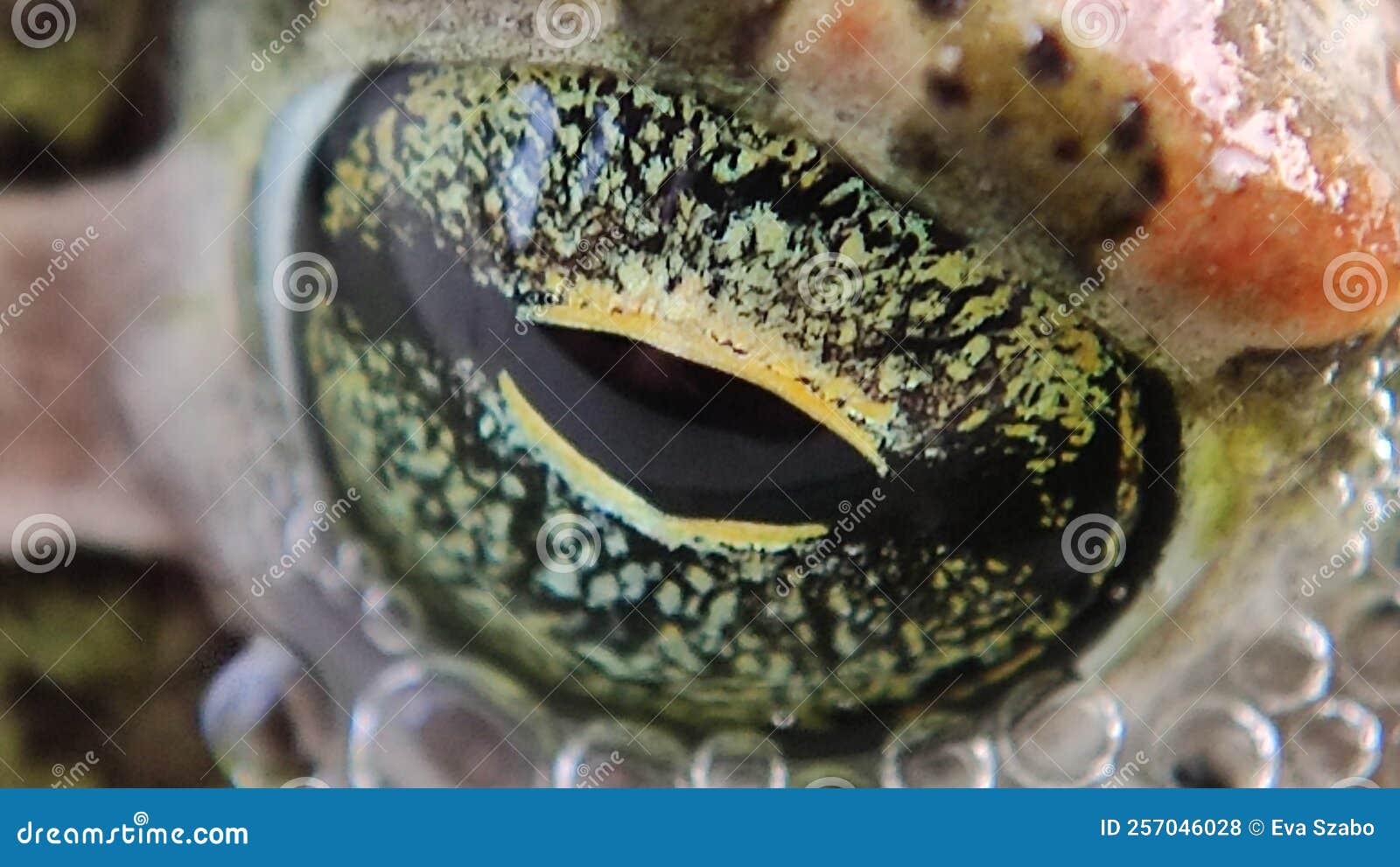 Toad eye stock photo. Image of animal, turtle, toad - 257046028