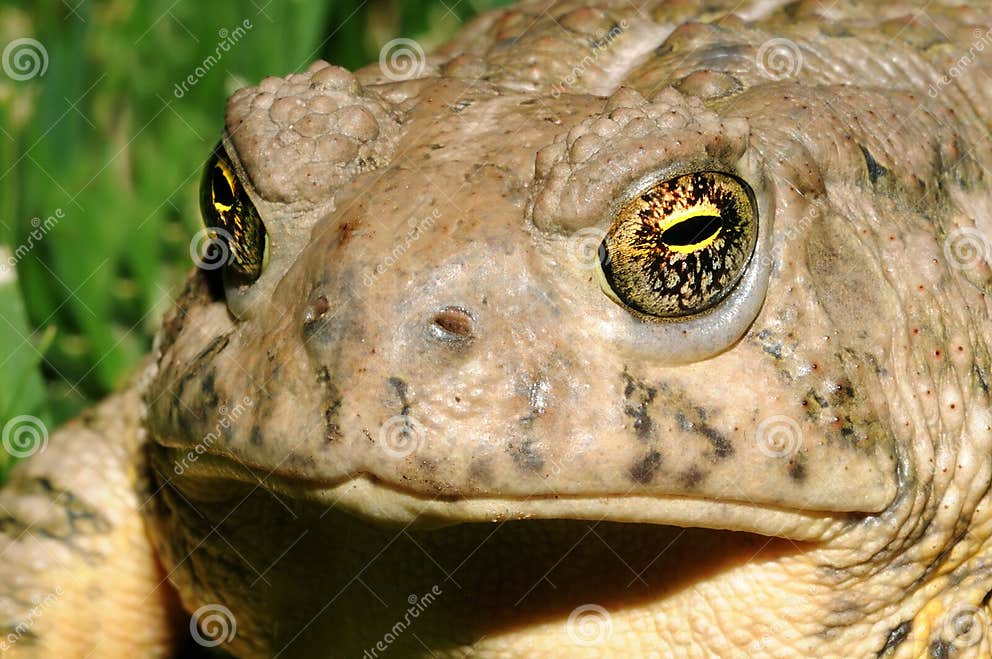 Toad Eyes stock image. Image of closeup, details, nature - 5524875