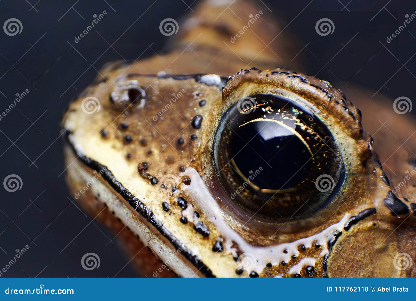 Toad Eyes stock photo. Image of eyes, amphibian, toad - 117762110