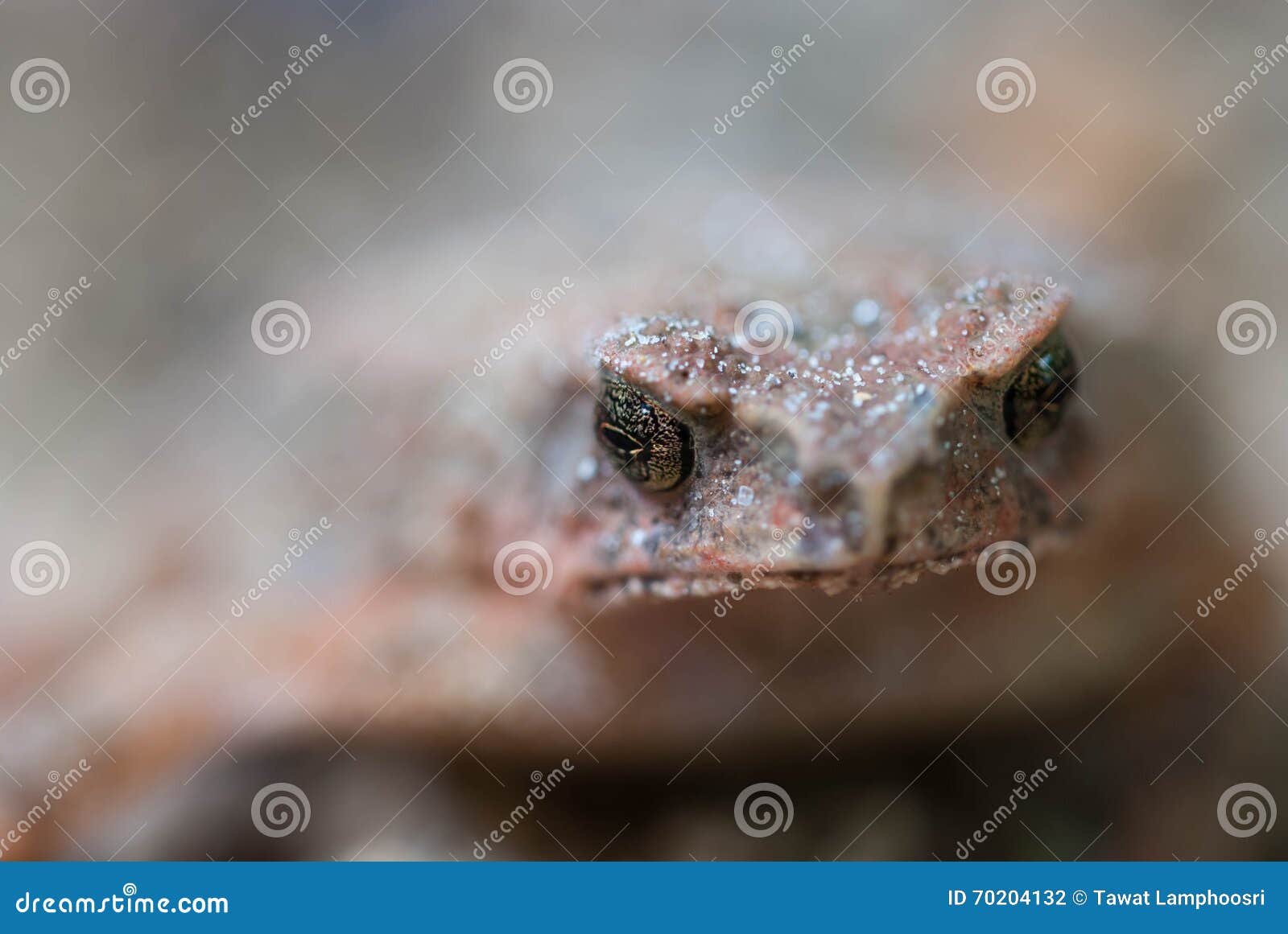 Toad Eyes stock photo. Image of animal, details, face - 70204132