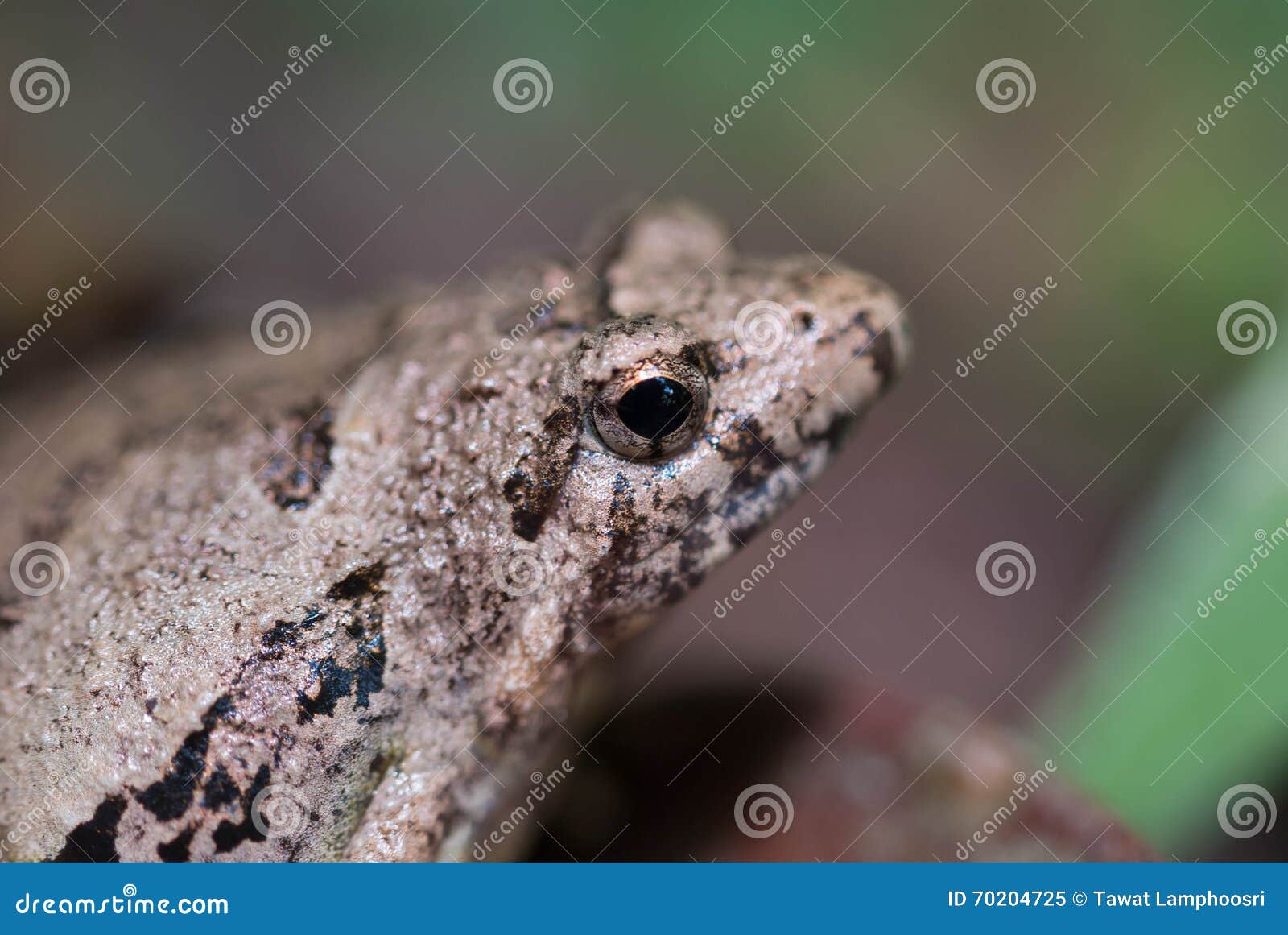 Toad Eyes stock image. Image of amphibians, species, nostrils - 70204725