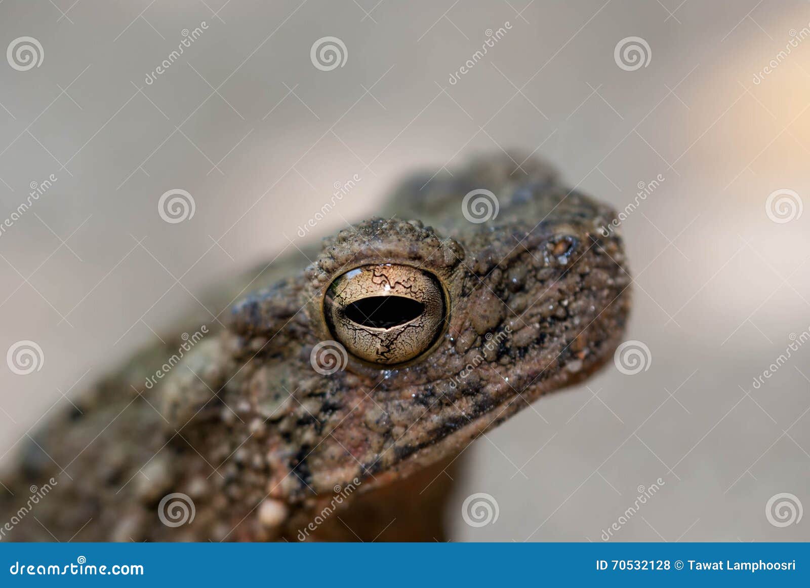 Toad Eyes stock photo. Image of nature, scary, view, macro - 70532128