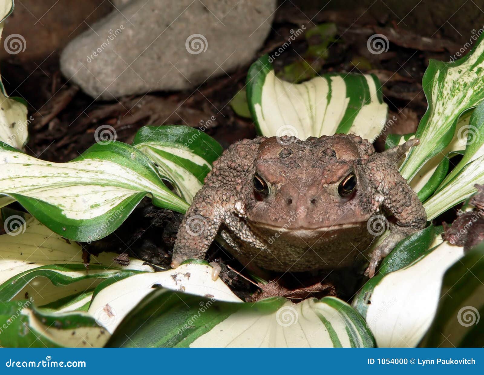 Toad Face Picture. Image: 1054000